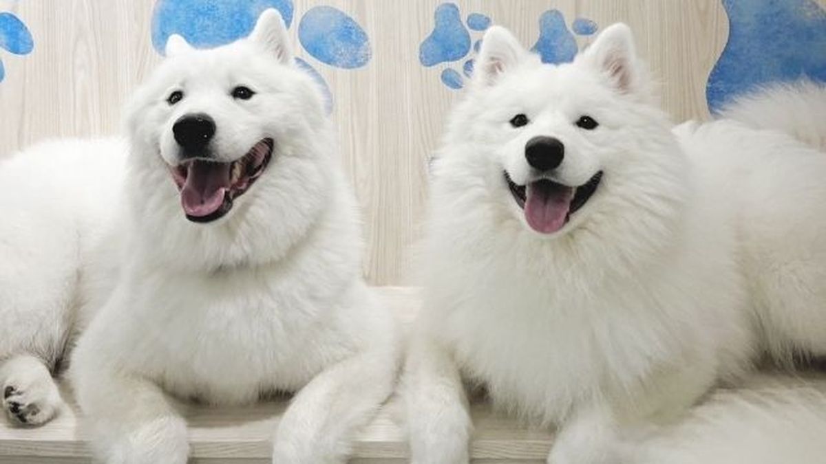 Samoyed Cafe Al Kawagoe - Restaurant Guide - TableCheck